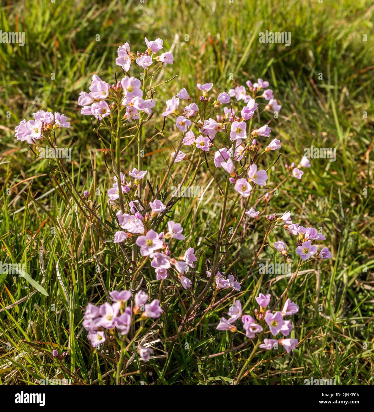 Cuckoo flower growing in fields at Pickmere Lake, Knutsford, Cheshire ...