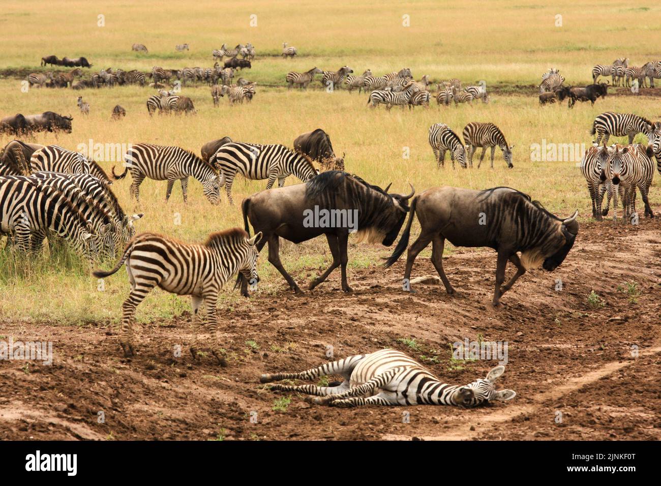 Herd wild zebras in hi-res stock photography and images - Alamy