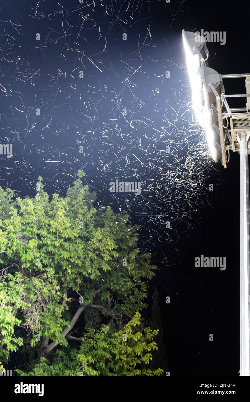 Swarm of insects and mosquitoes around the lamp of an electric ...