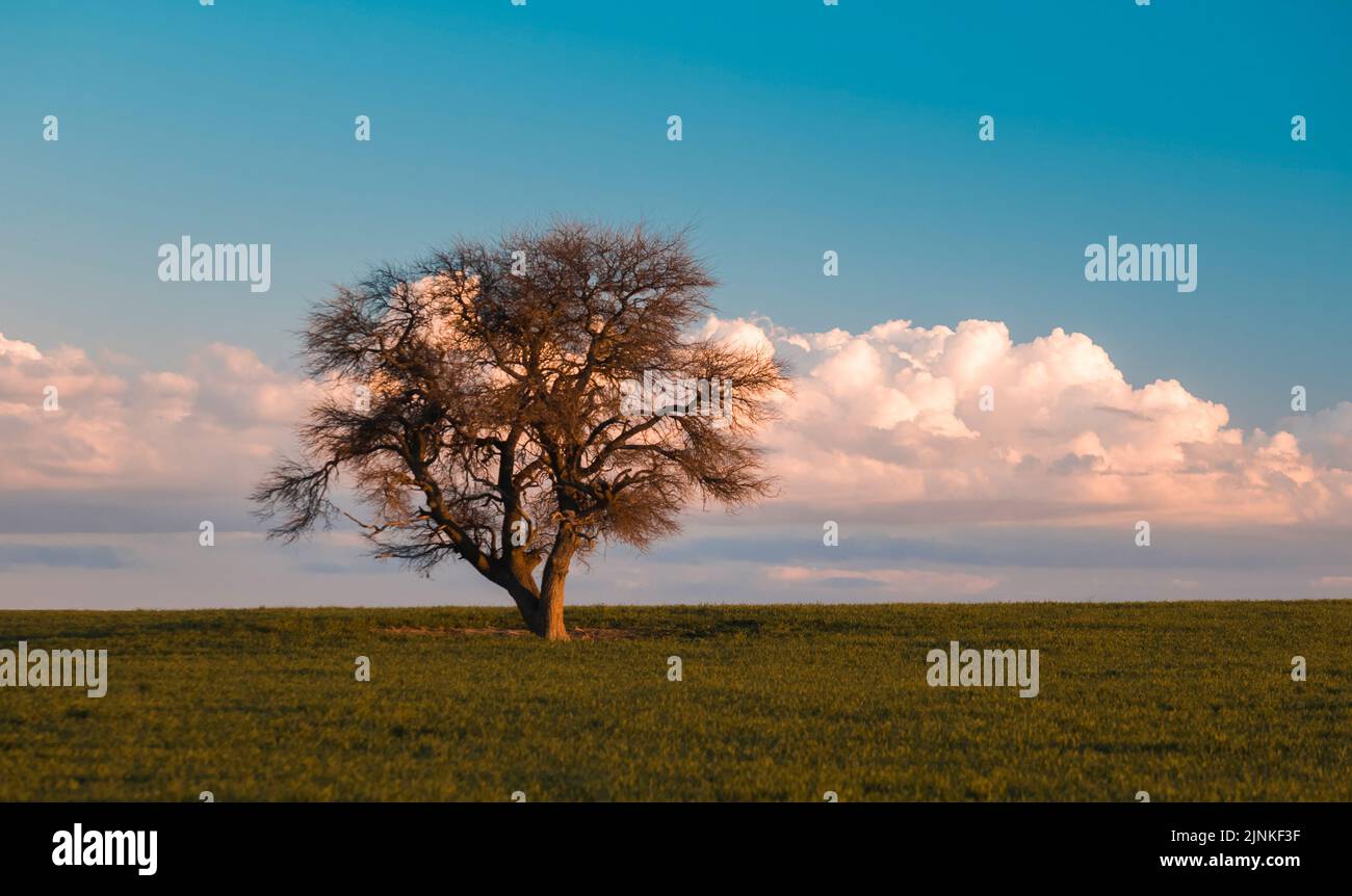 Calden tree, Prosopis Caldenia, in Pampas environment, La Pampa ...