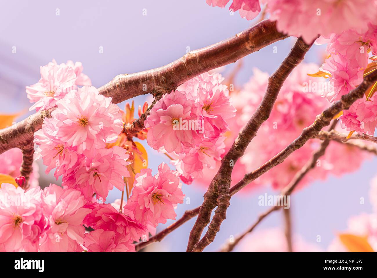 Pink cherry blossom tree in early spring Stock Photo - Alamy