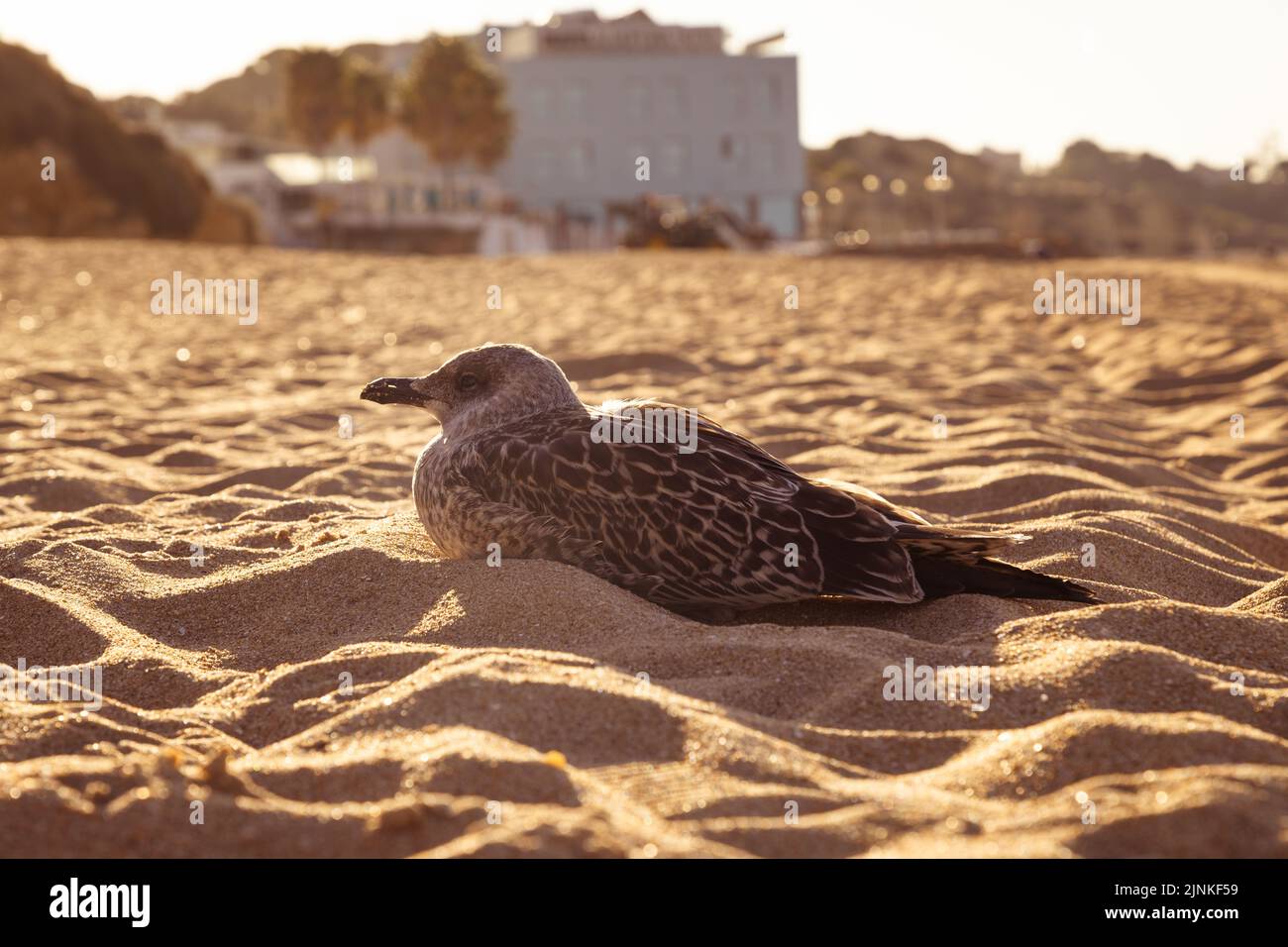 A closeup of a seagull sitting in the sand on a beach in the morning ...