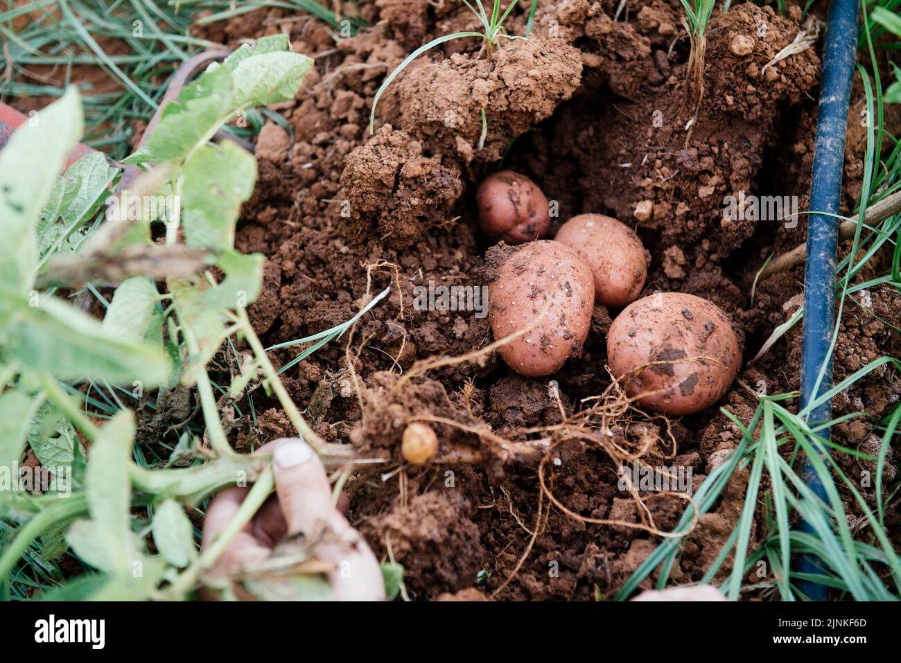 potato, potato cultivation, excavation, raw potatos, potato ...