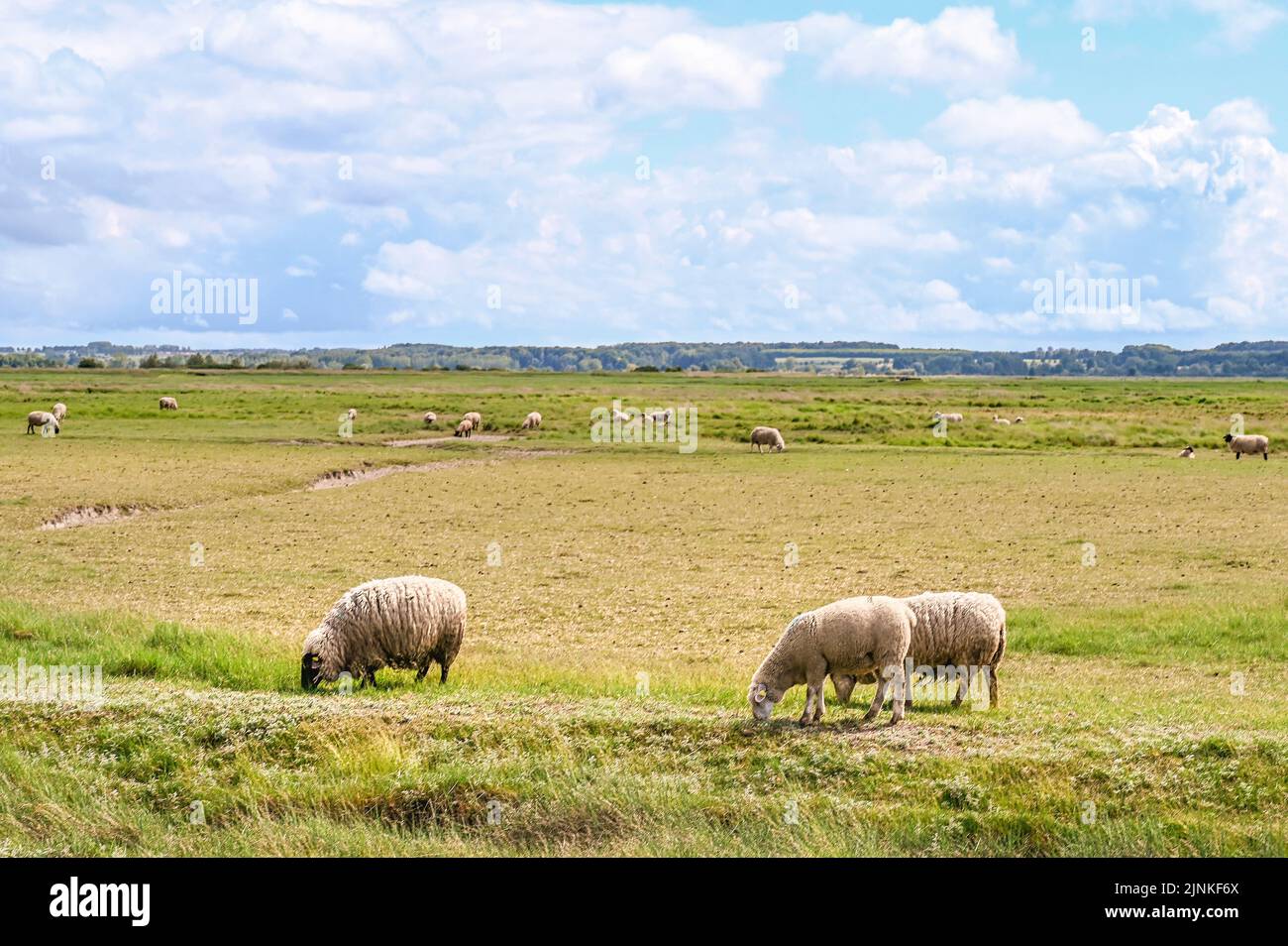 The famous French agneau présalé, young sheep with meat naturally ...