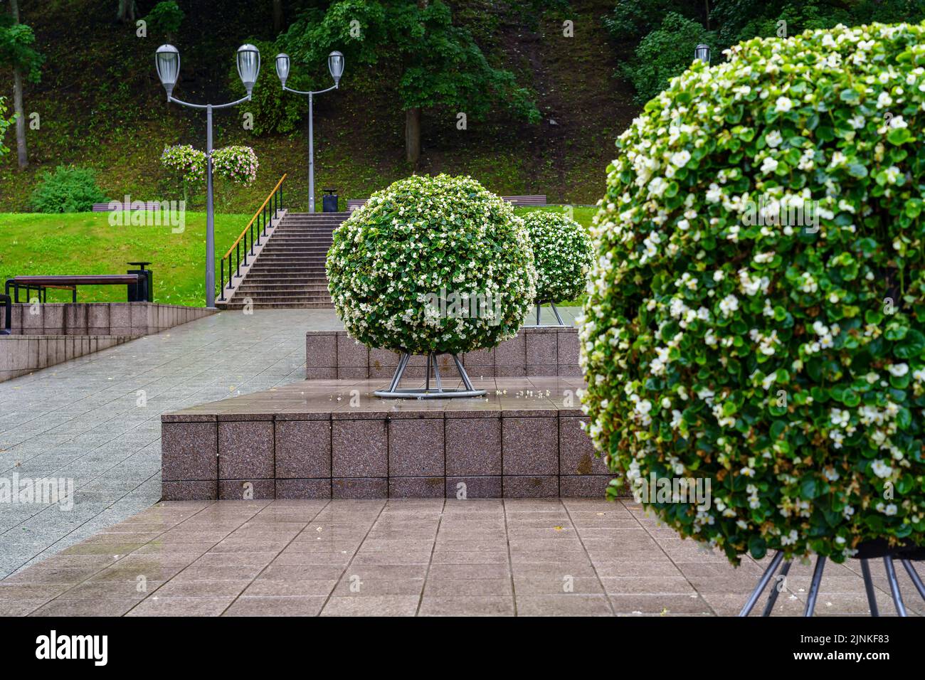 Hedges with colorful flowers in public park after raining Stock Photo ...