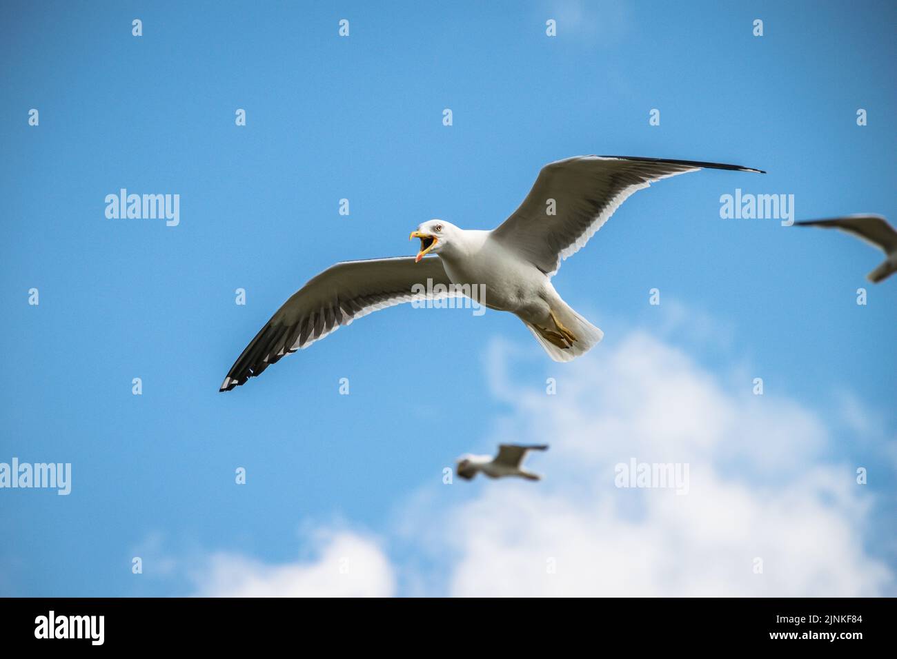 Lesser black-back gull flying in a blue sky with other gulls, Inchcolm ...
