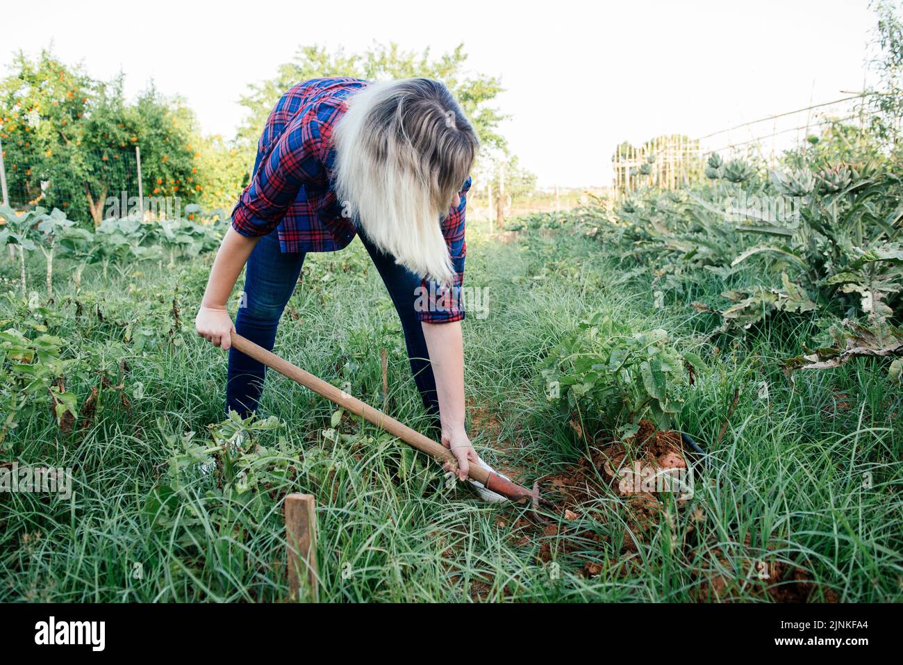 potato cultivation, gardening, potato harvest, self supporter ...