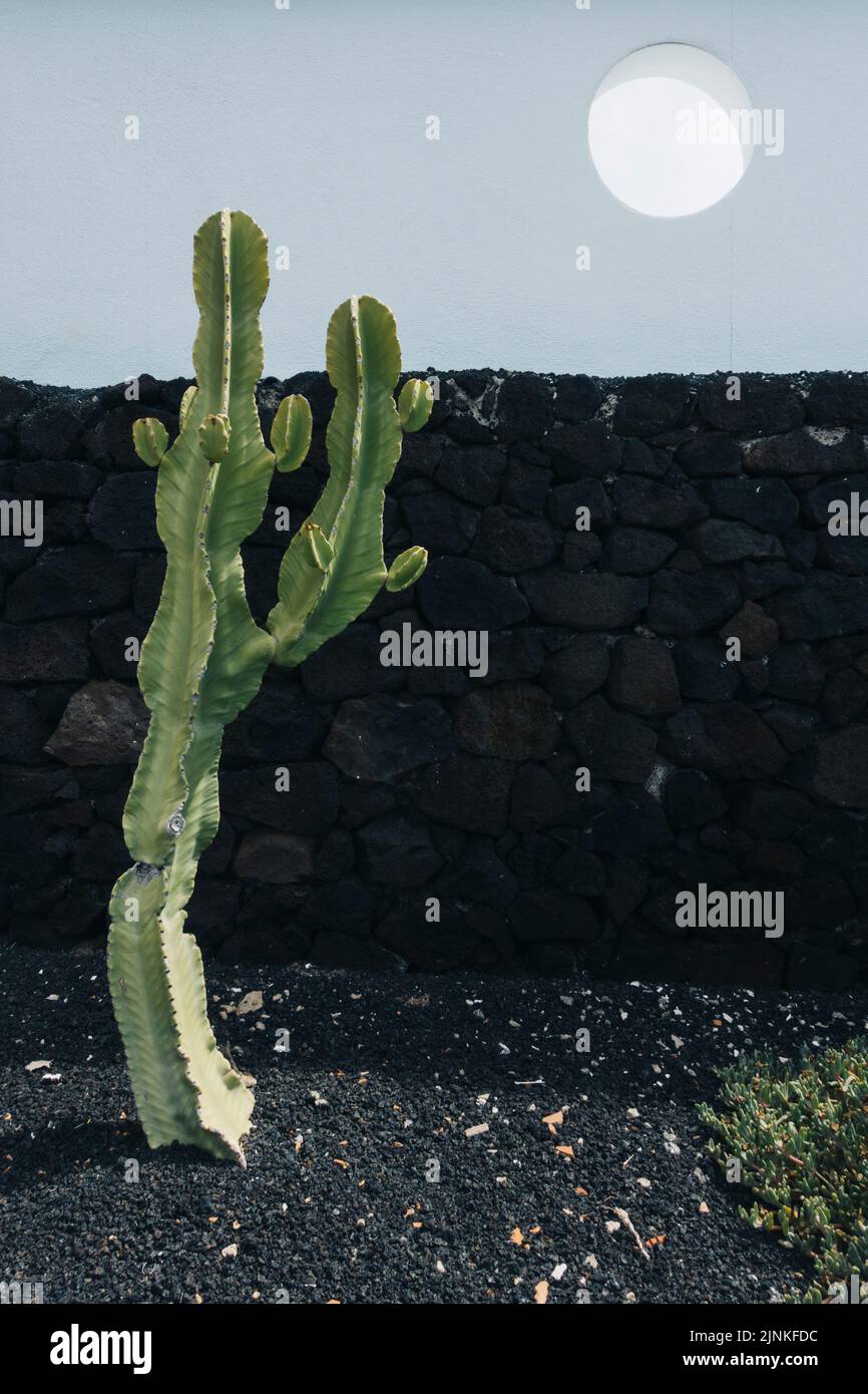 cactus, stone wall, stone walls Stock Photo - Alamy