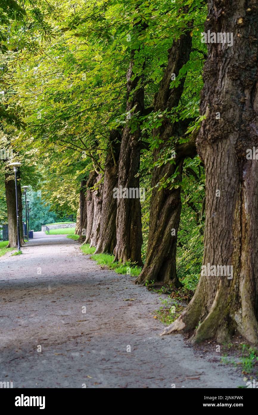Walk on a park path alongside large lined trees Stock Photo - Alamy