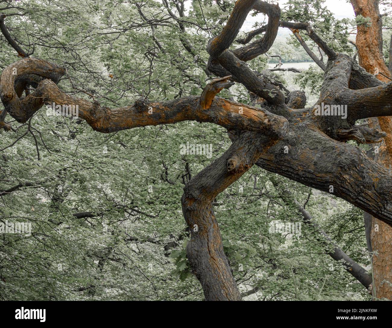 Very unusual branch growth on ancient Southern Live Oak tree at The ...
