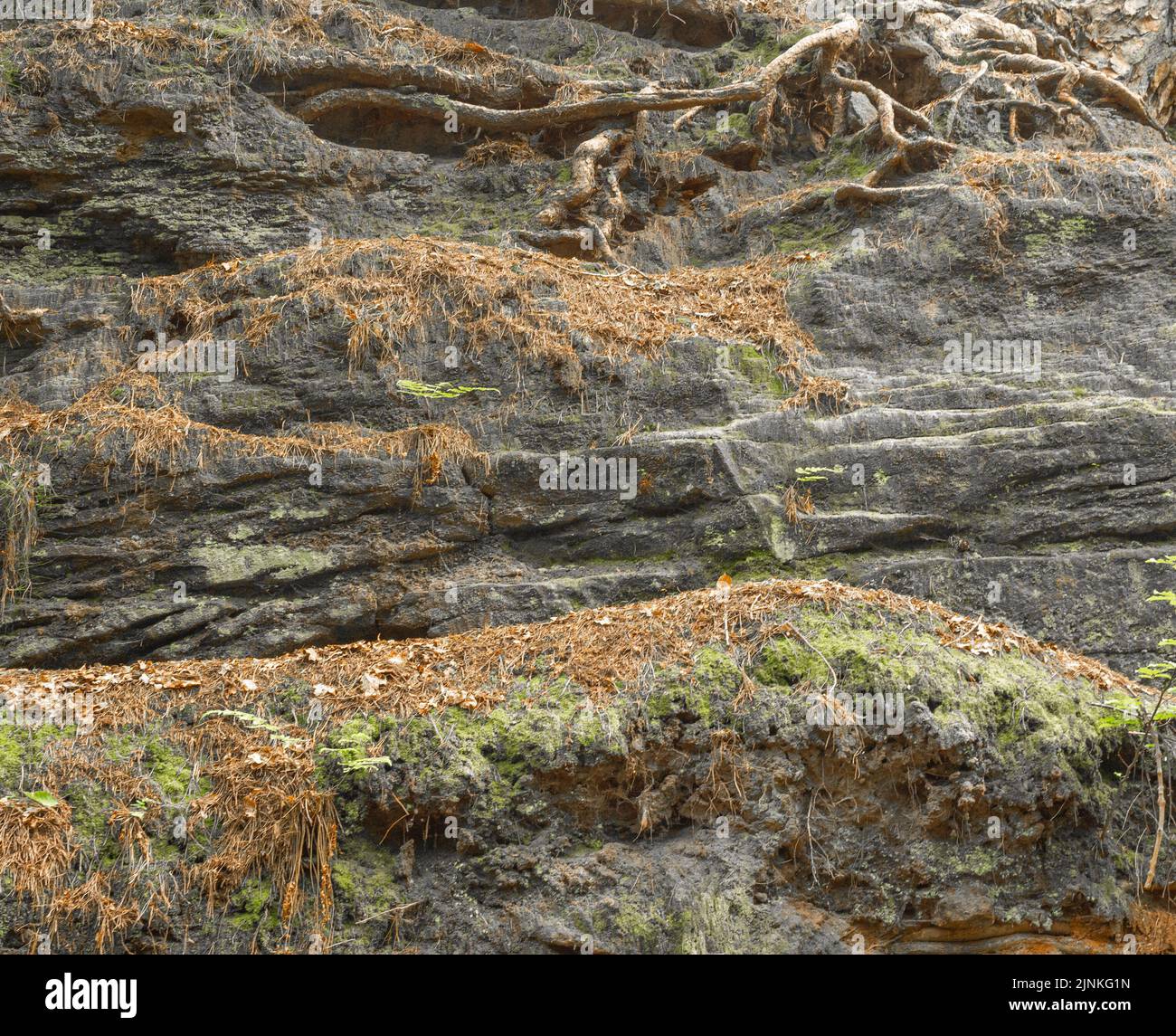 Tree roots and plant growth on Alderly Edge rocks at Alderly Edge ...