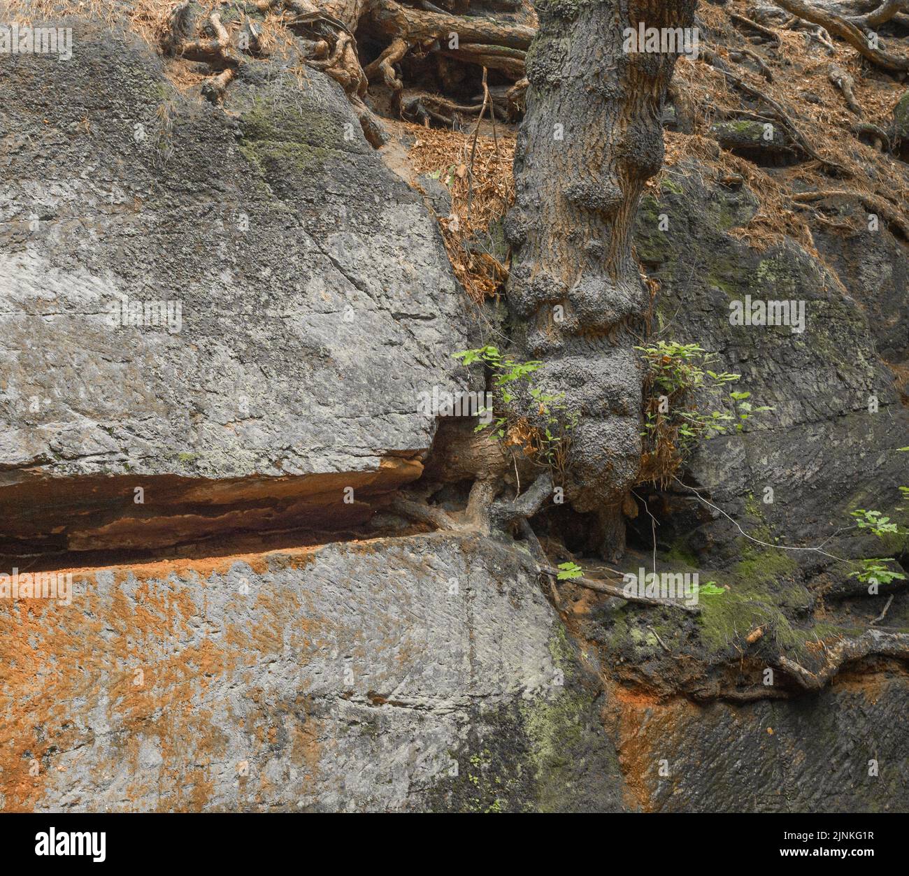 Large tree starting to grow out from the carck in rocks at Alderly Edge ...