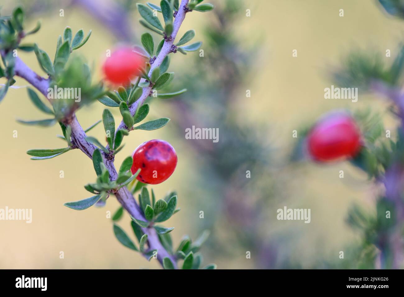 Wild fruits in Calden Forest environement, Piquillin, Condalia ...