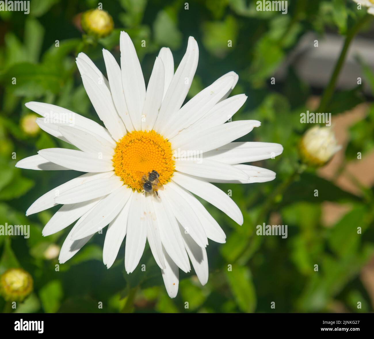 Daisy flower with insect pollinating Stock Photo - Alamy