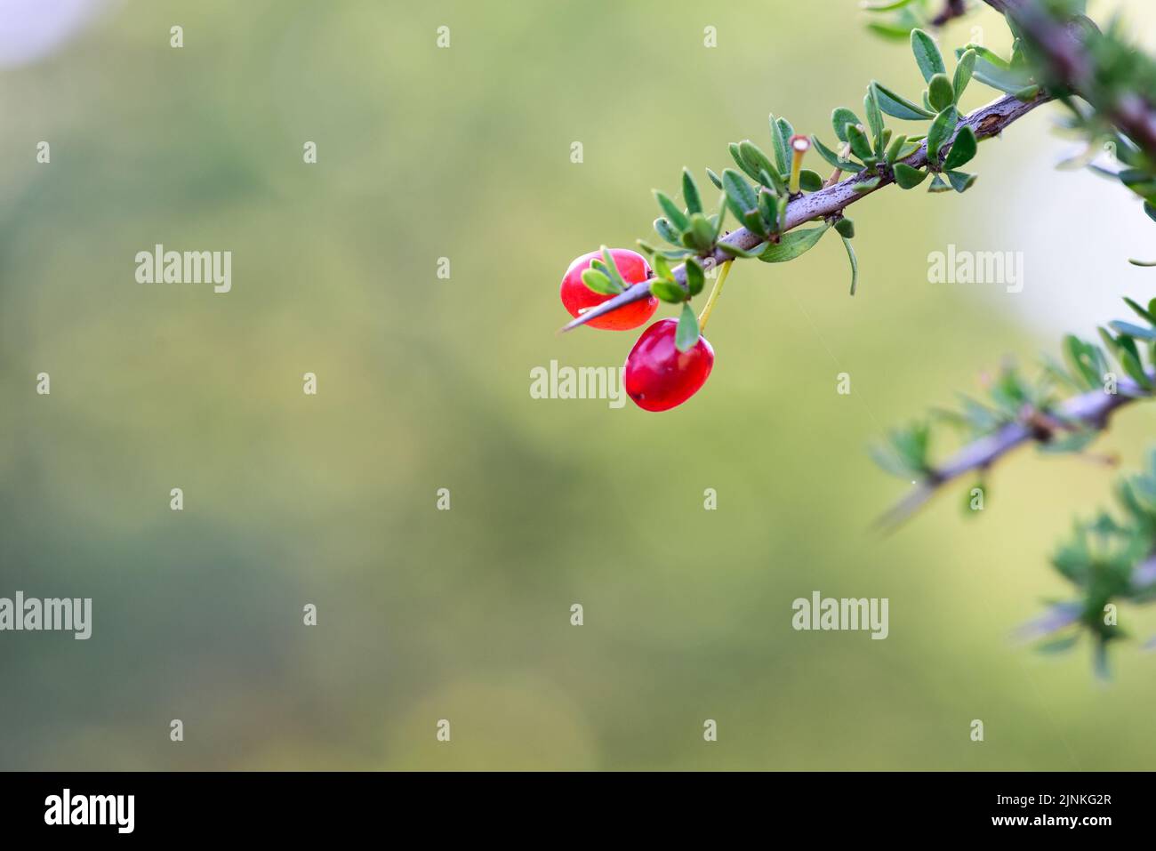 Wild fruits in Calden Forest environement, Piquillin, Condalia ...