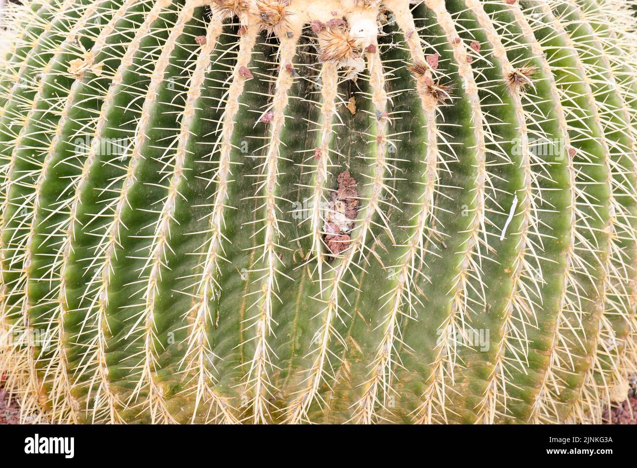 Detail of the spines of a cactus Stock Photo - Alamy