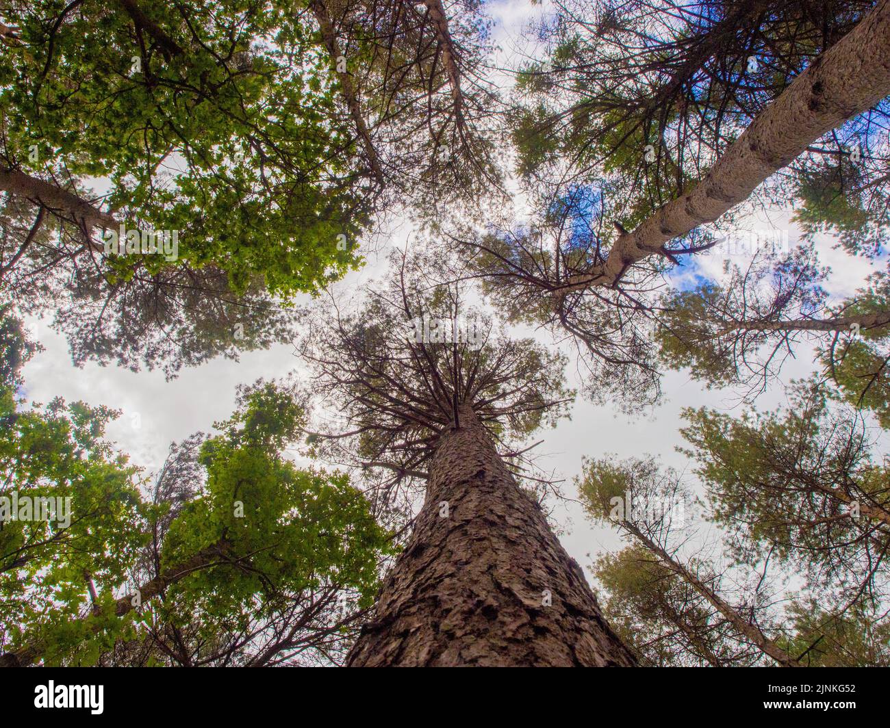 Colourful Summer tree canopy at Alderly Edge, Cheshire, UK Stock Photo ...