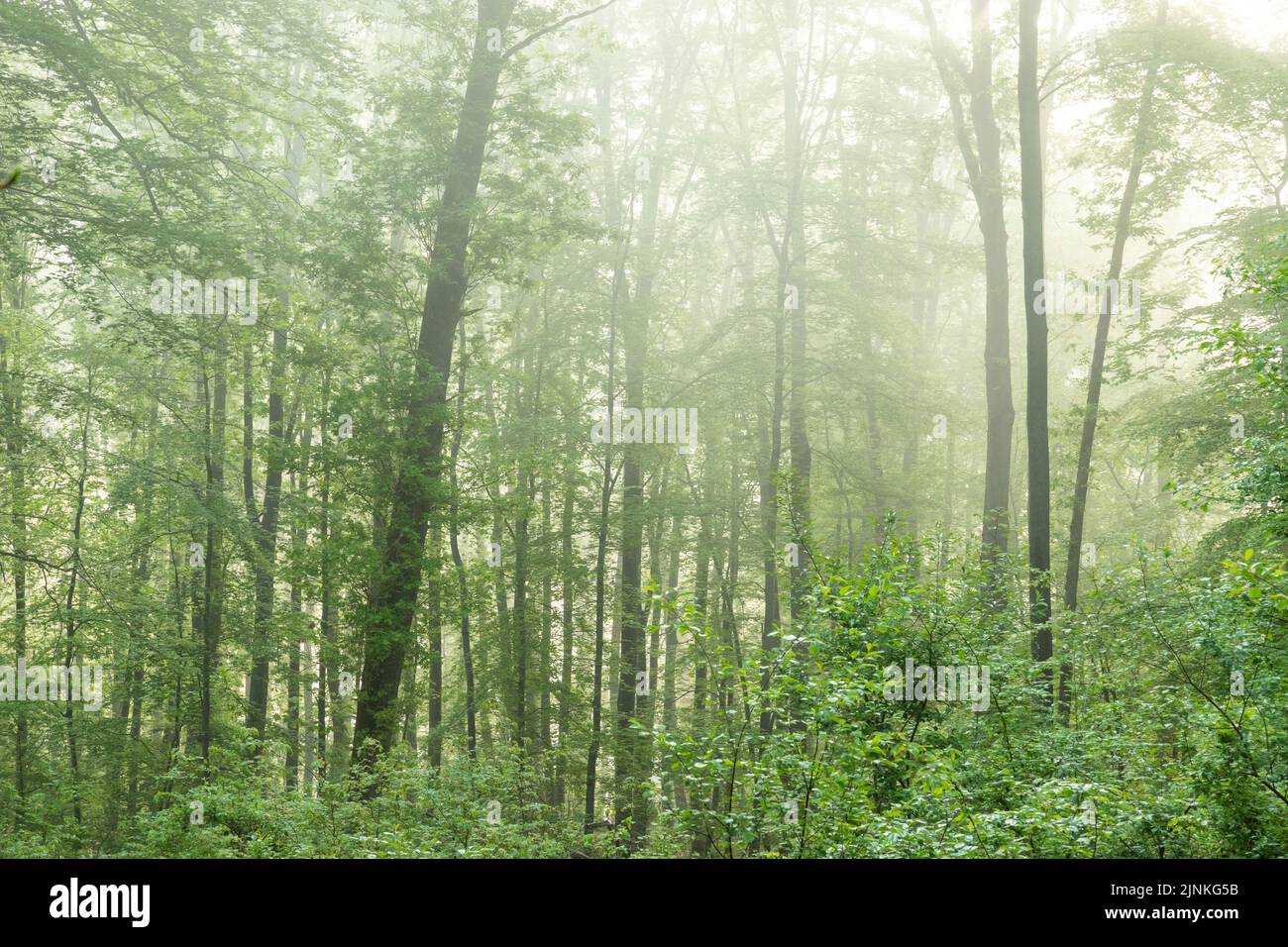 France, Oise, Picardie, Vieux Moulin, Foret de Compiegne, Compiegne ...