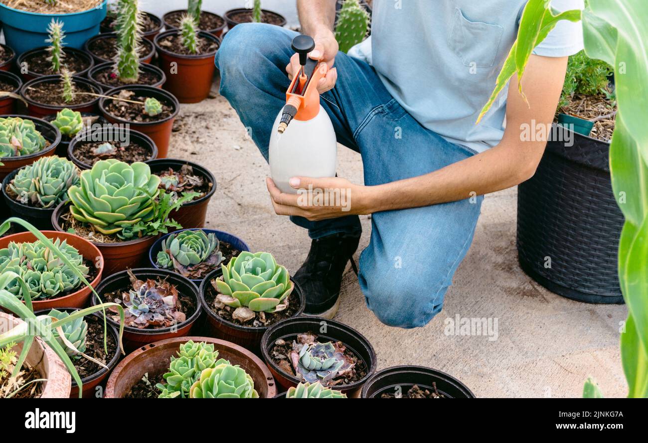 succulent plant, potted plant, houseleek, spray, succulent plants ...