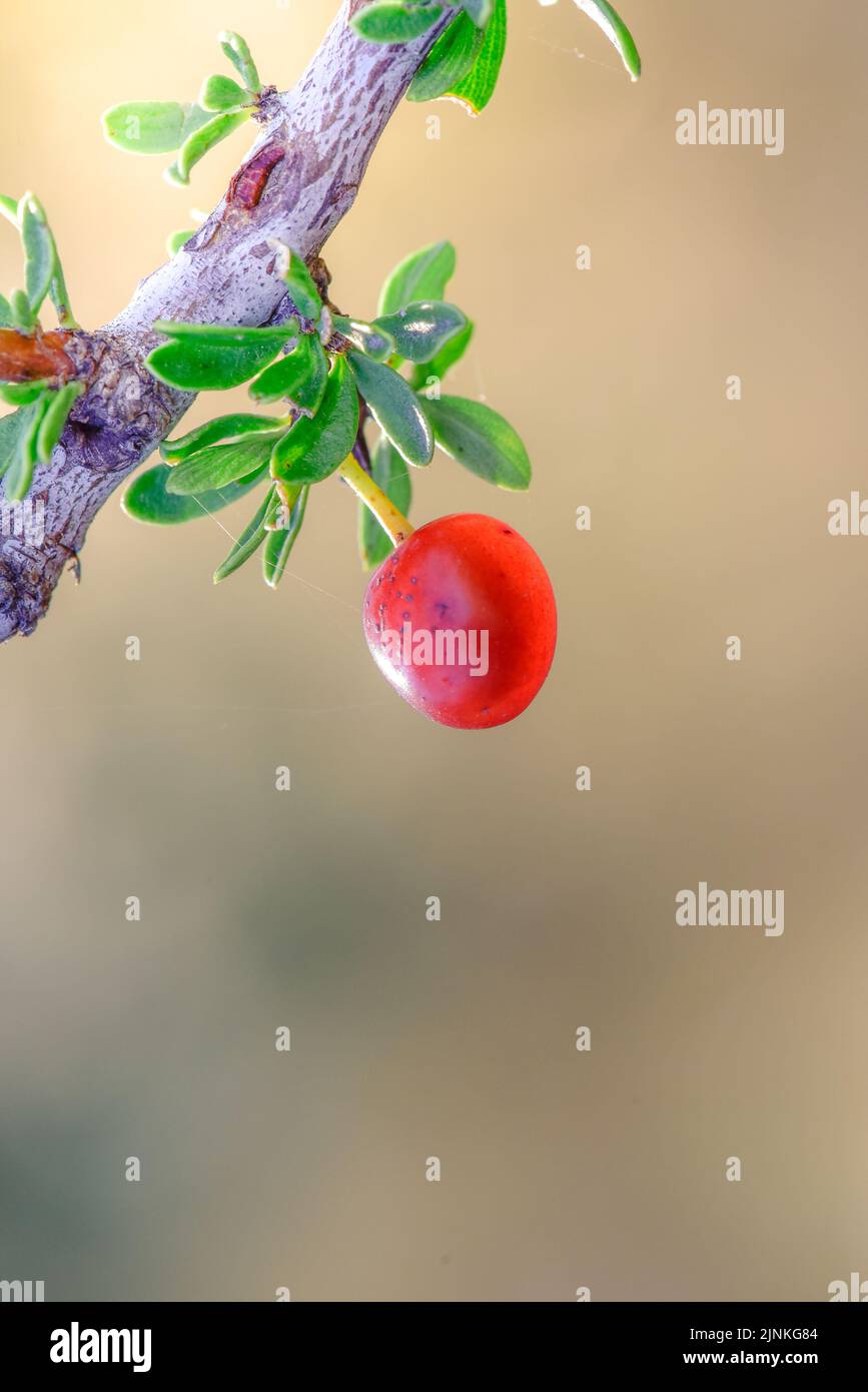 Wild fruits in Calden Forest environement, Piquillin, Condalia ...