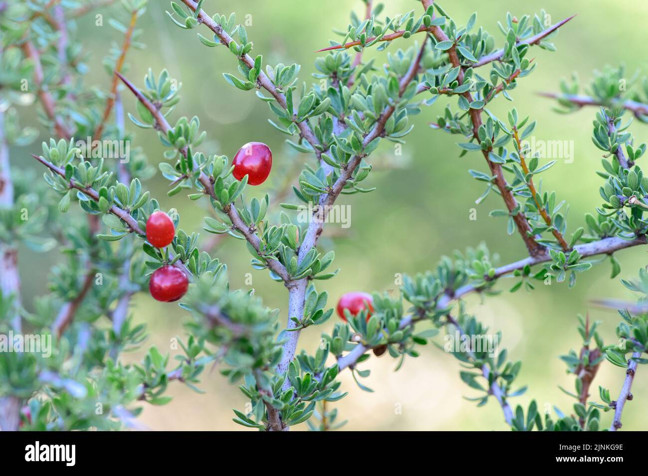 Wild fruits in Calden Forest environement, Piquillin, Condalia ...