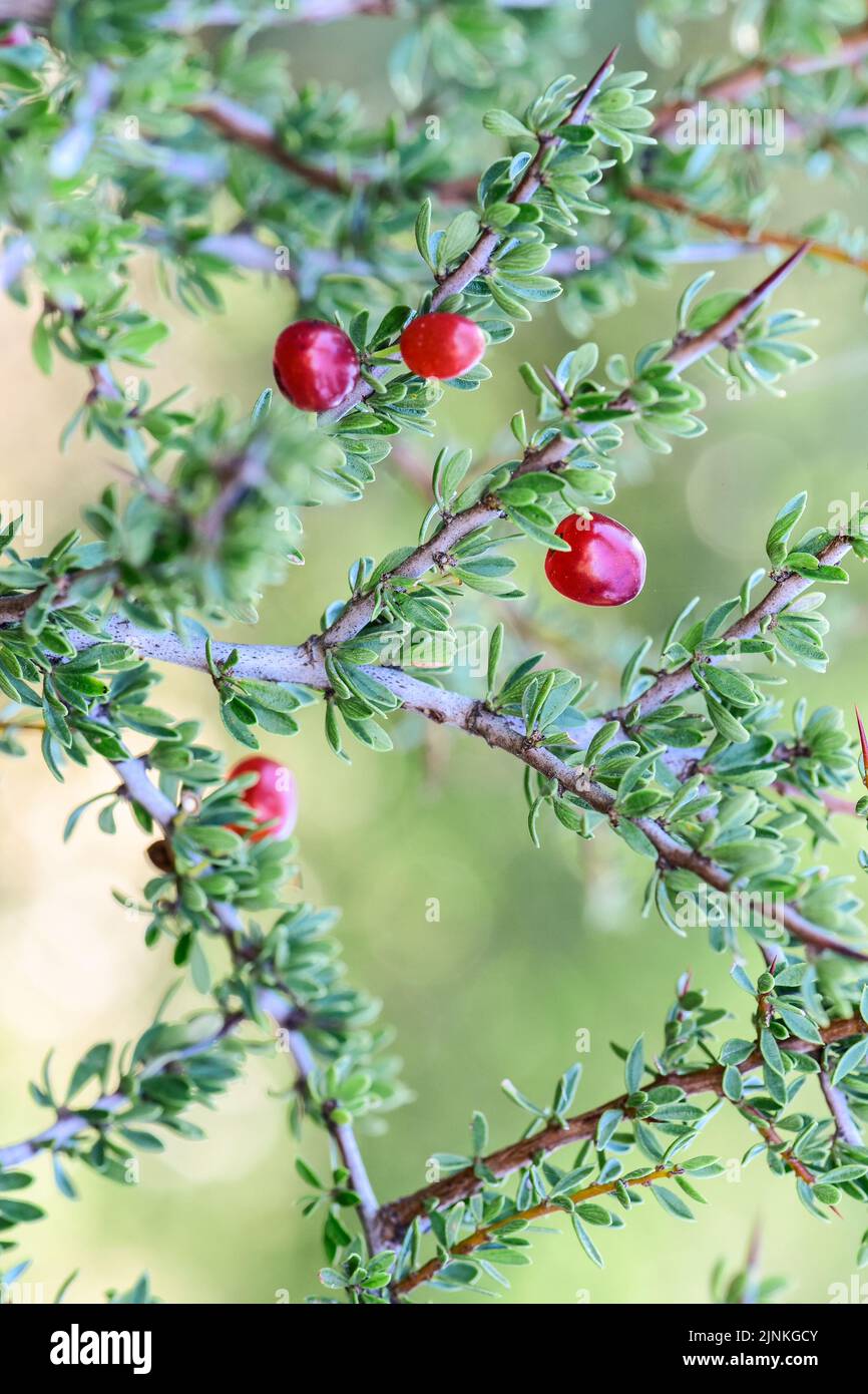 Wild fruits in Calden Forest environement, Piquillin, Condalia ...