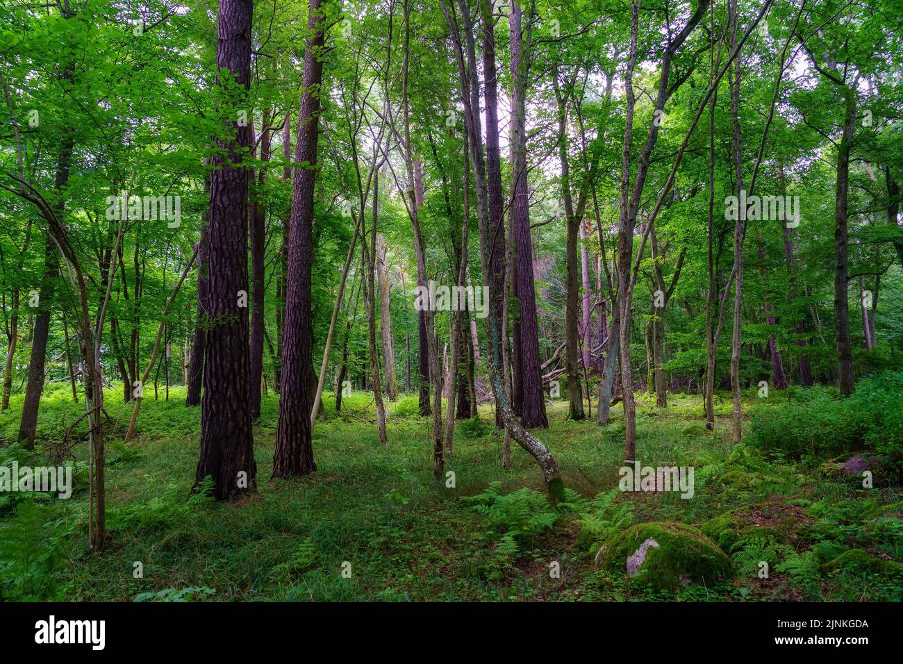 Tall trees in summer hi-res stock photography and images - Alamy