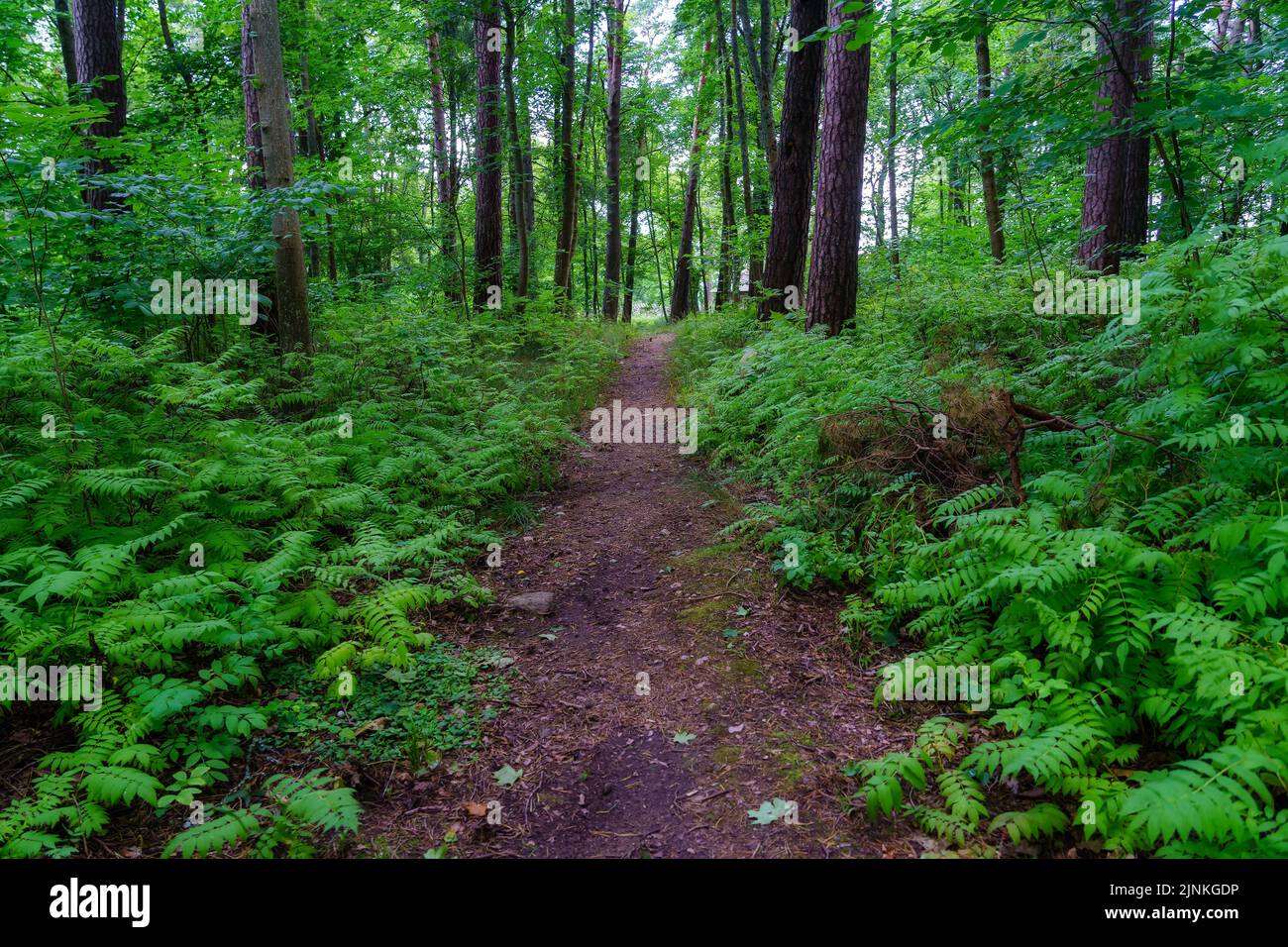 Path in the forest with ferns and tall trees in summer day Stock Photo ...