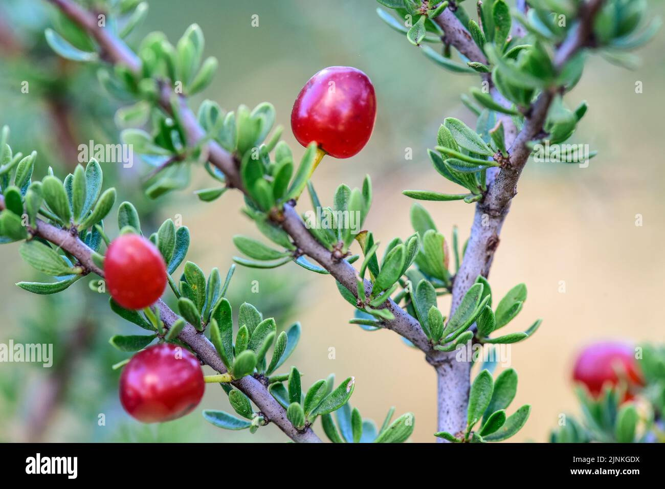Piquillin condalia microphylla hi-res stock photography and images - Alamy