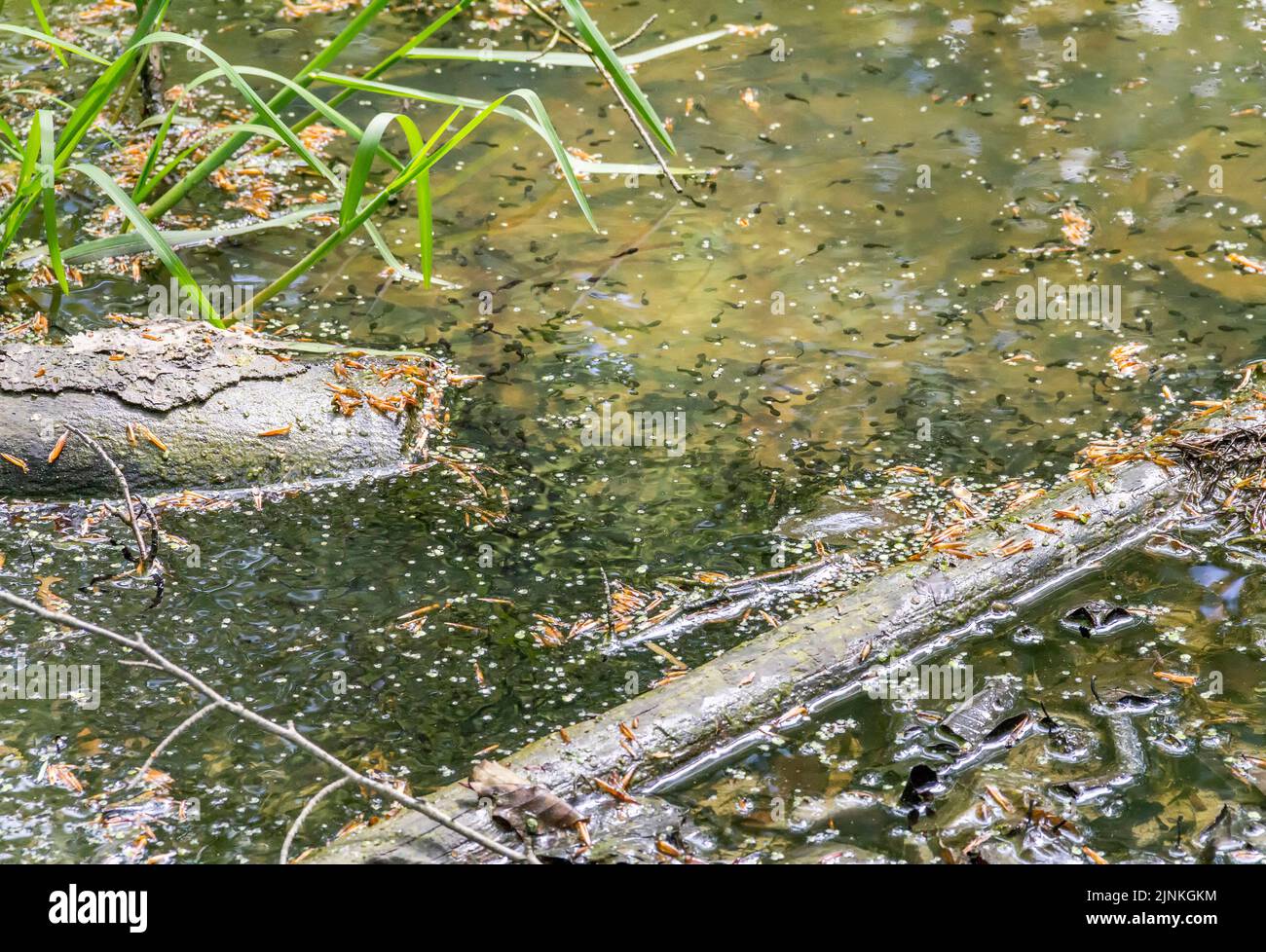 Amphibian larvas hi-res stock photography and images - Alamy