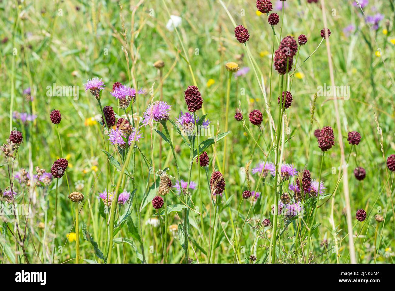 great burnet, sanguisorba officinalis Stock Photo - Alamy