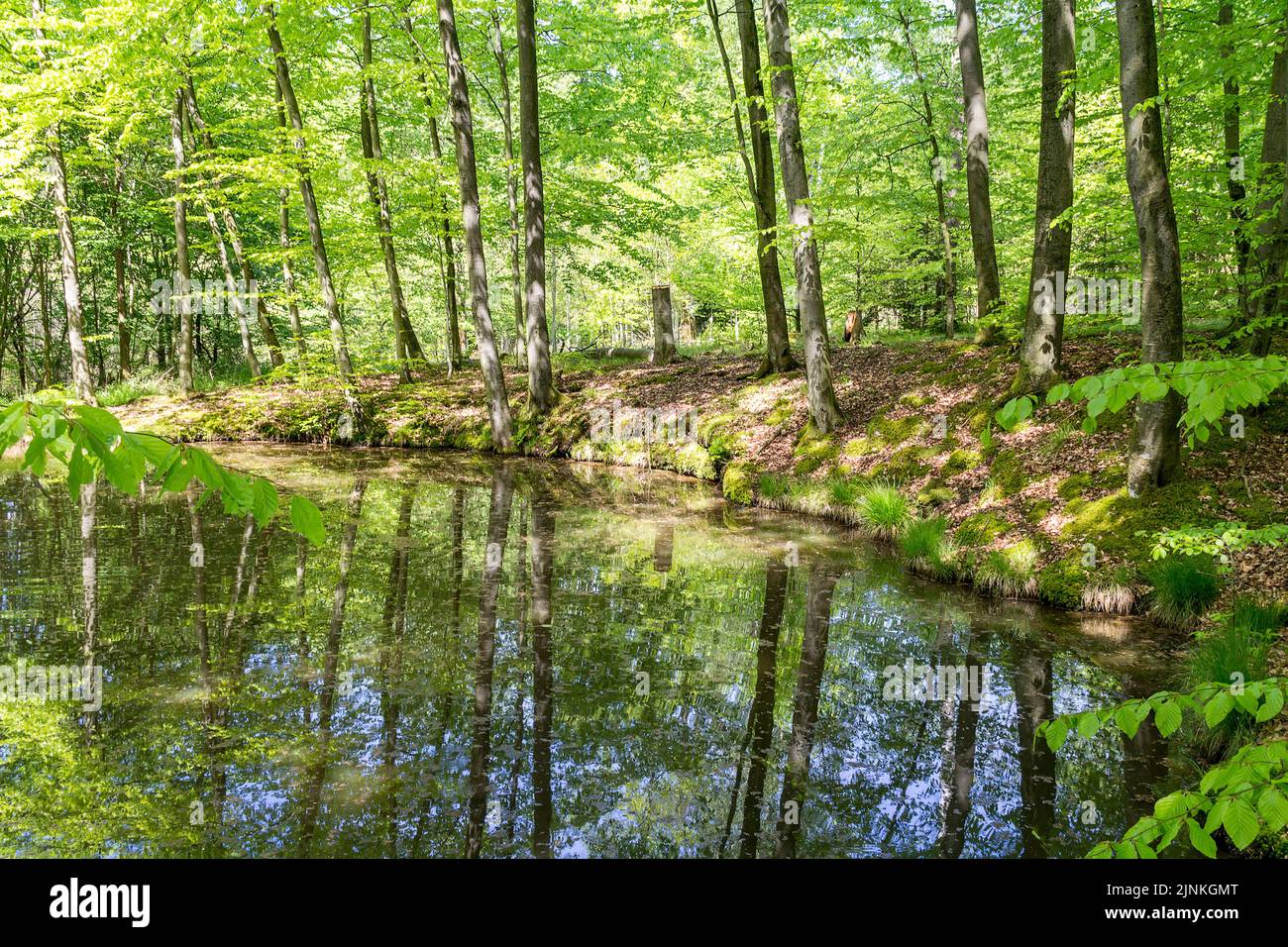 forest, pond, forests, wood, woodland, woods, ponds Stock Photo - Alamy