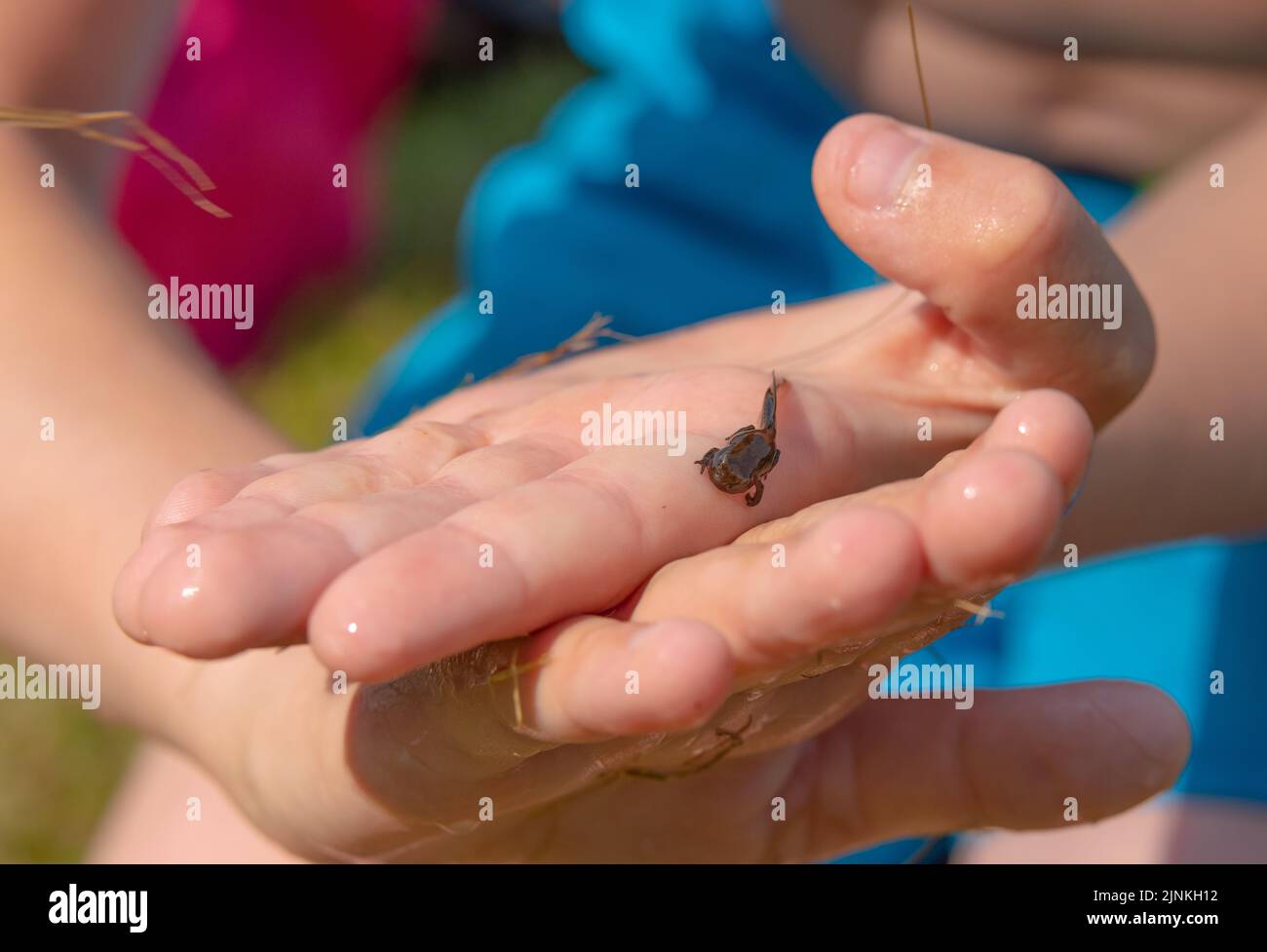 A frog tadpole with developed limbs held in a hand Stock Photo - Alamy