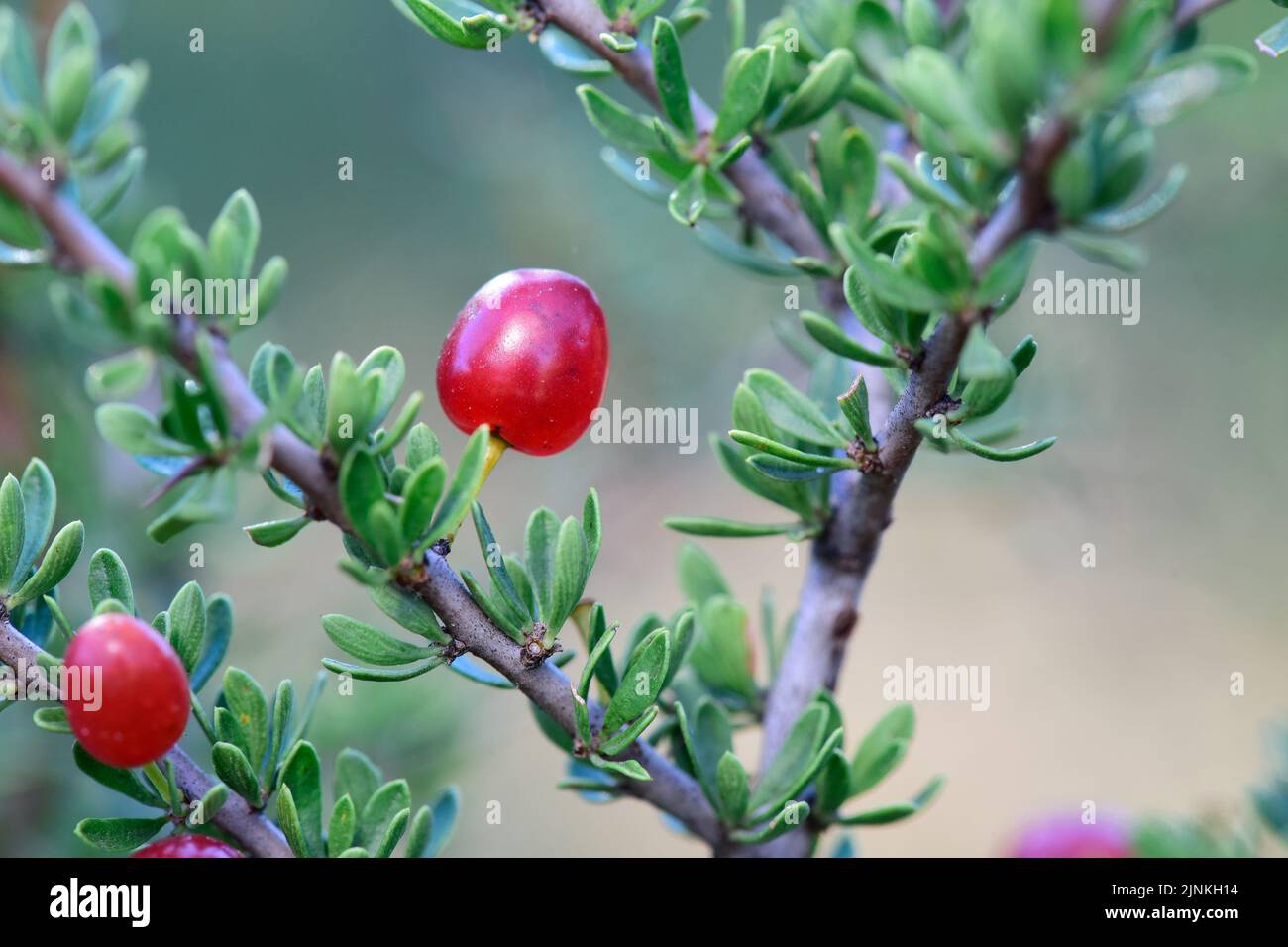 Wild fruits in Calden Forest environement, Piquillin, Condalia ...