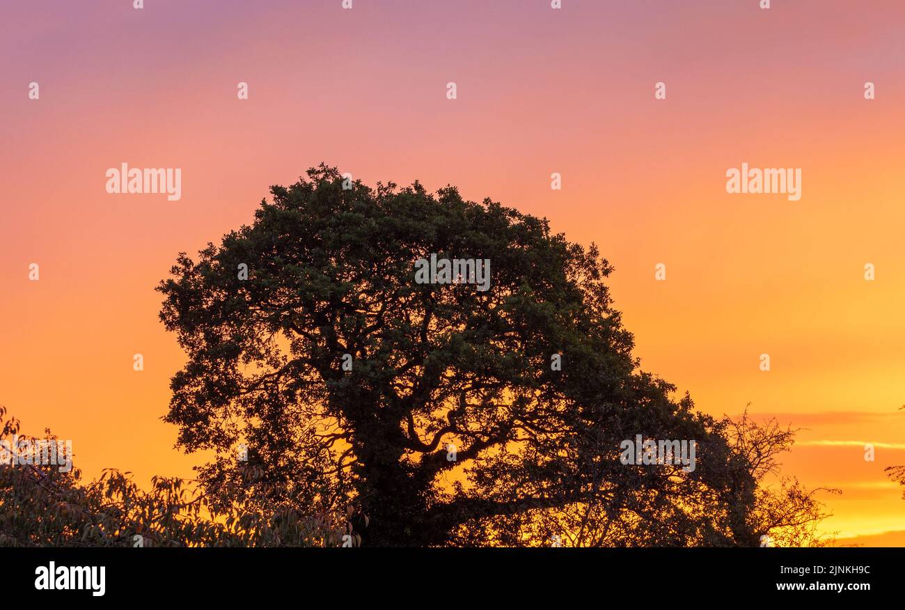 Beautiful evening sunset over trees at Pickmere Lake, Pickmere ...