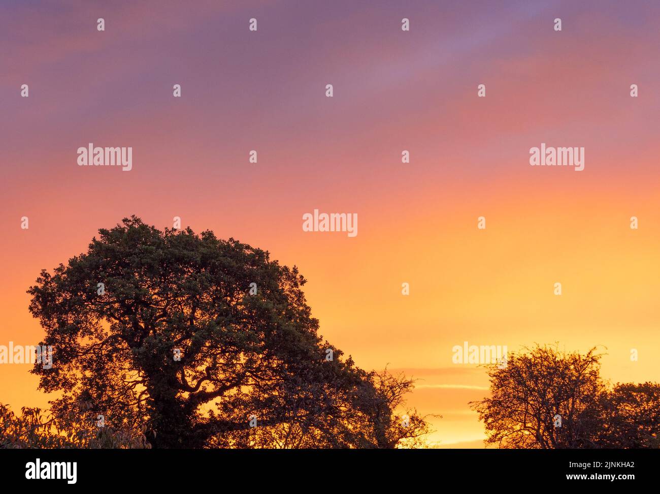 Beautiful evening sunset over trees at Pickmere Lake, Pickmere ...
