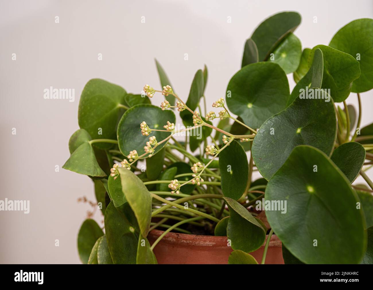 Details of a blooming chinese money plant Stock Photo - Alamy