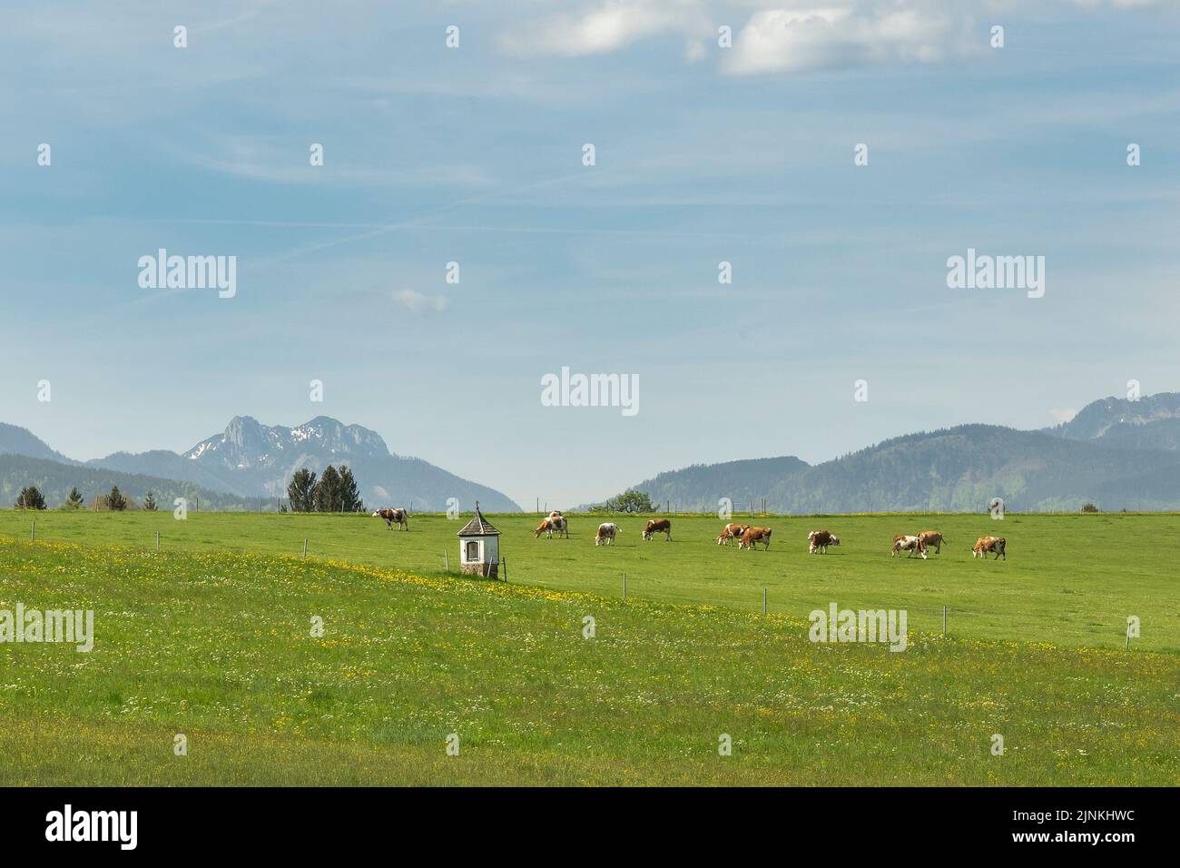 upper bavaria, cow paddock, upper bavarias, cow paddocks Stock Photo ...