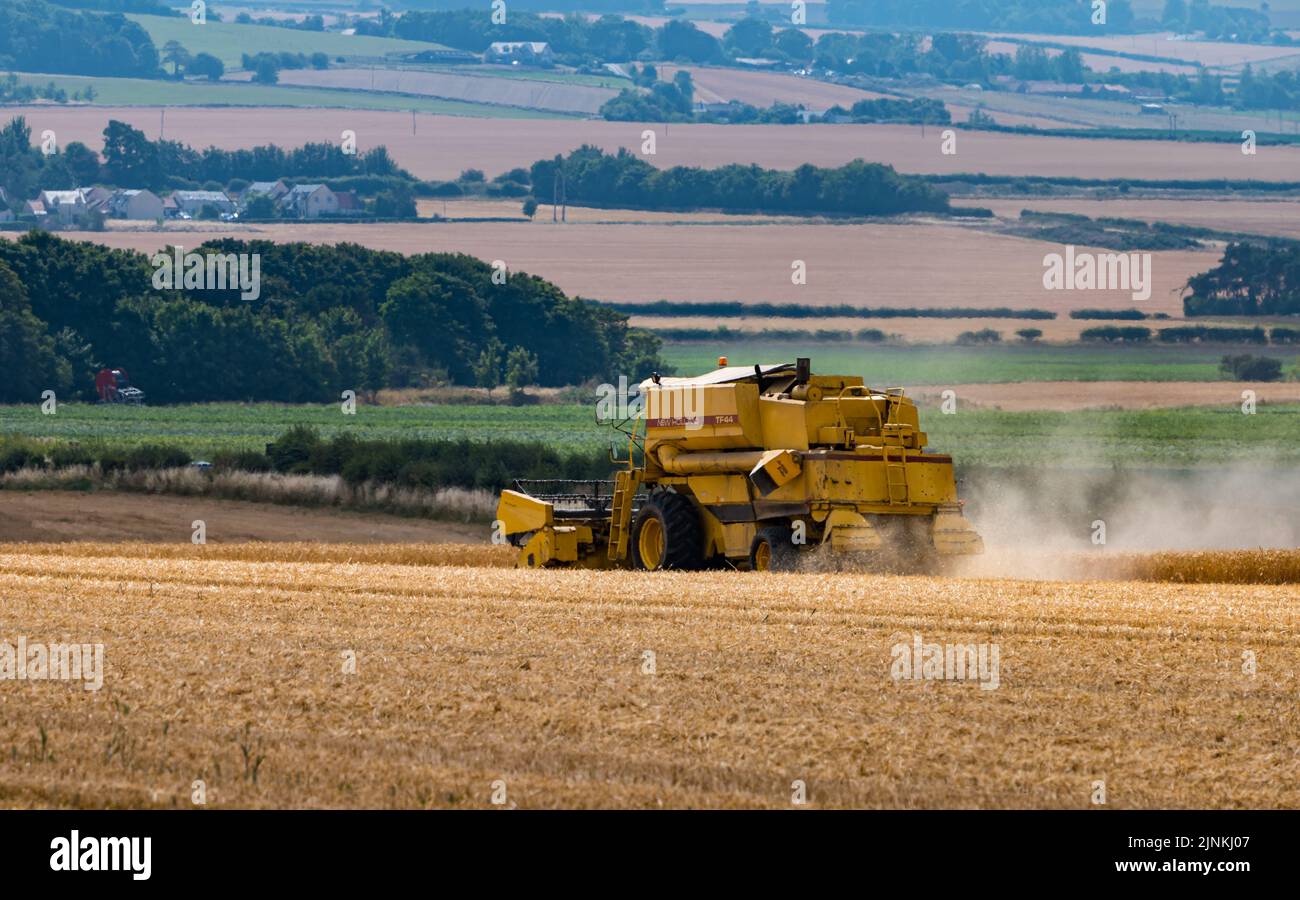 East Lothian, Scotland, UK, 12th August 2022. UK Weather: wheat harvest ...