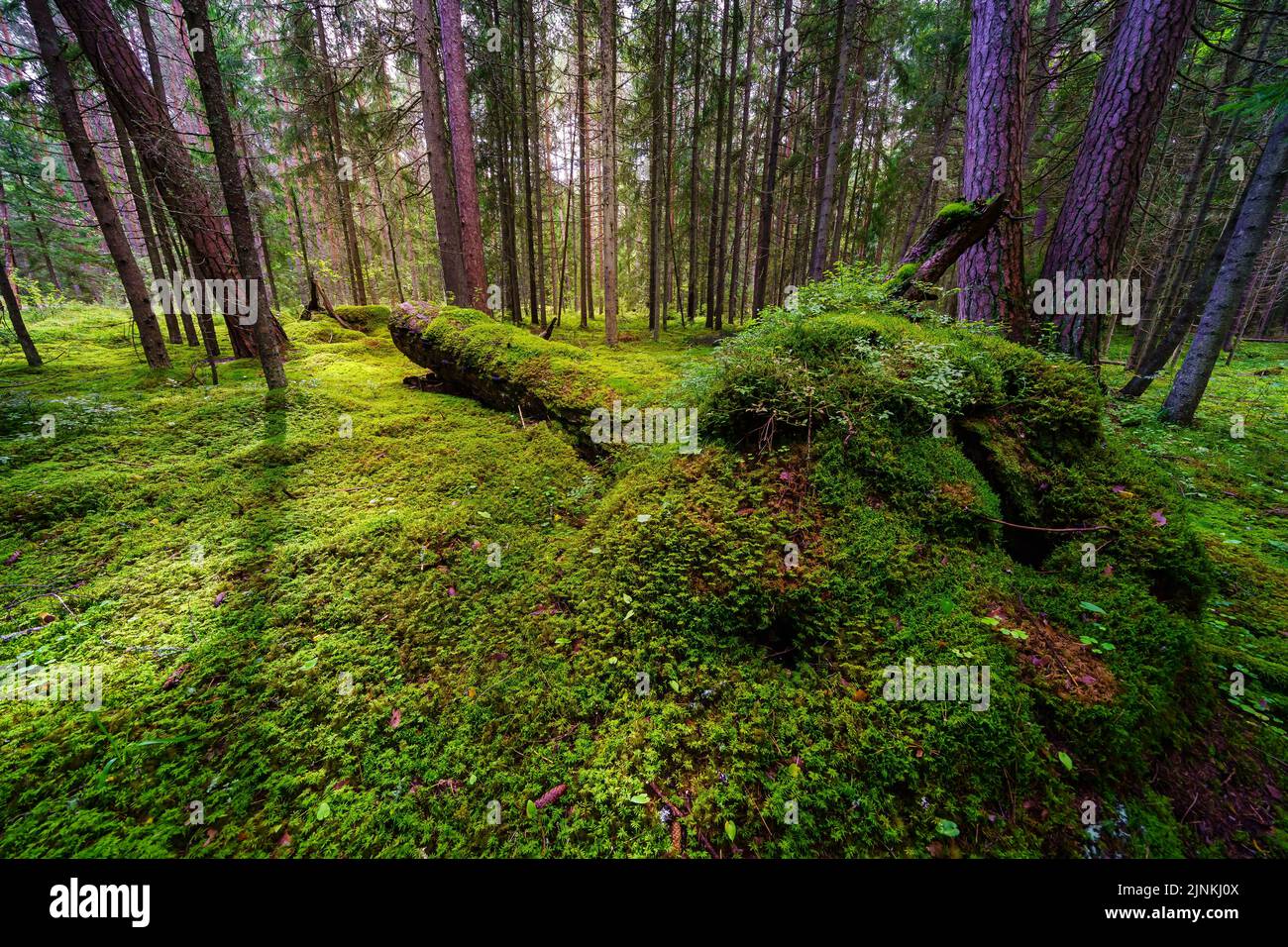 Enchanted forest landscape with moss, ferns and sunbeams between trees ...