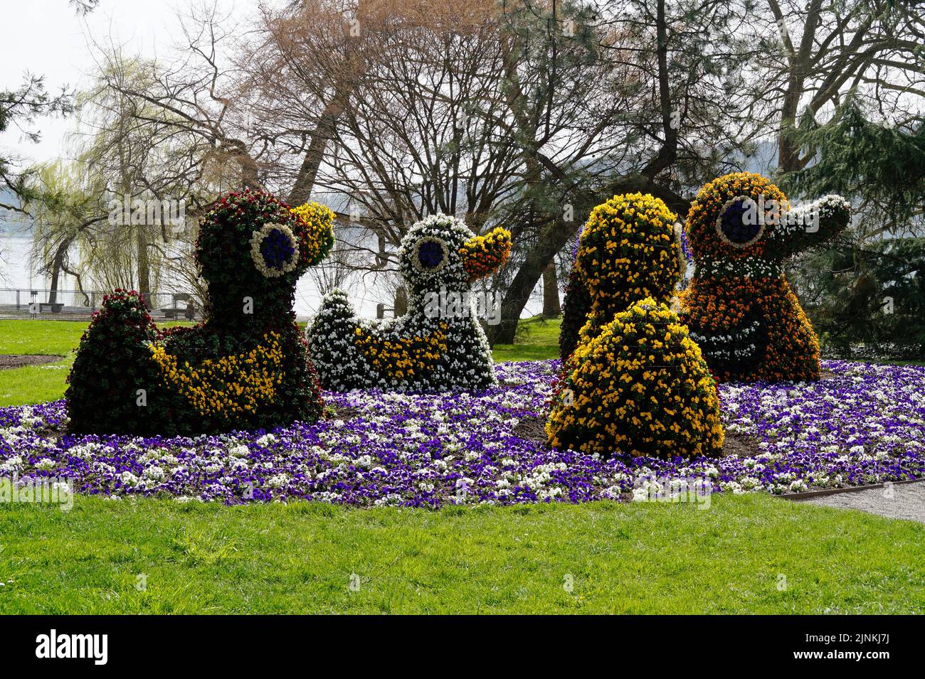 beautiful ducklings made of spring flowers on island Mainau, Germany ...