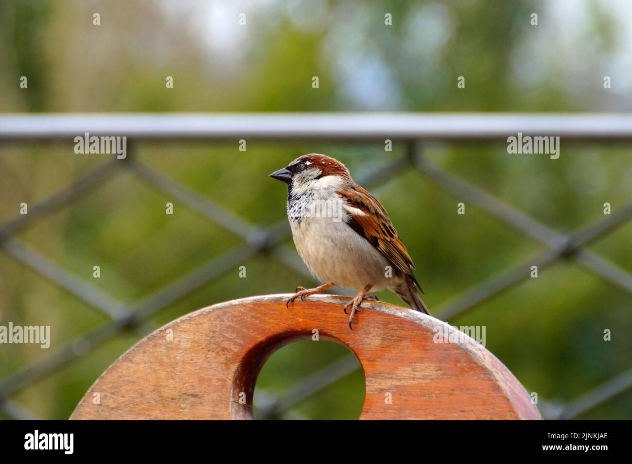 a cute sparrow sitting on a chair on a grey April day on Island Mainau ...