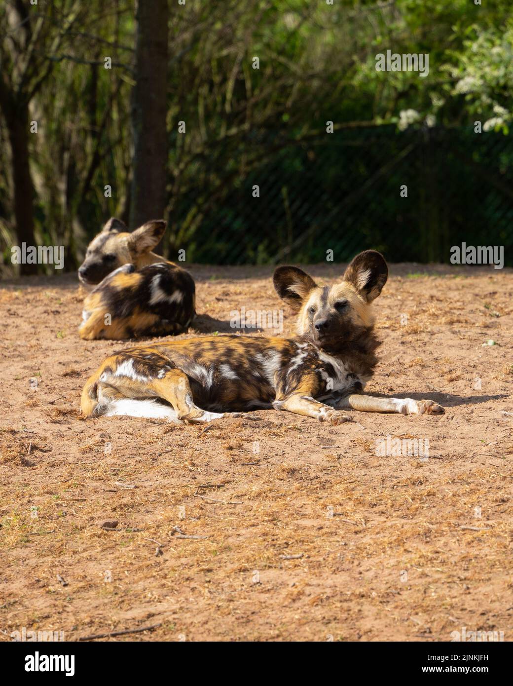 Two African wild dogs lying on a sandy ground Stock Photo - Alamy