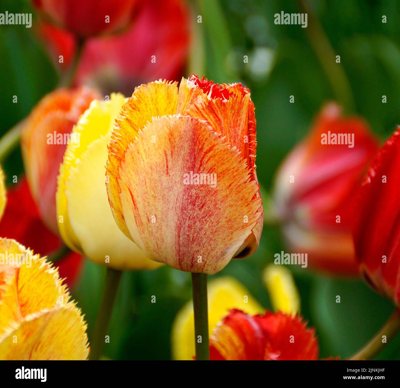Tulips with a fring hi-res stock photography and images - Alamy