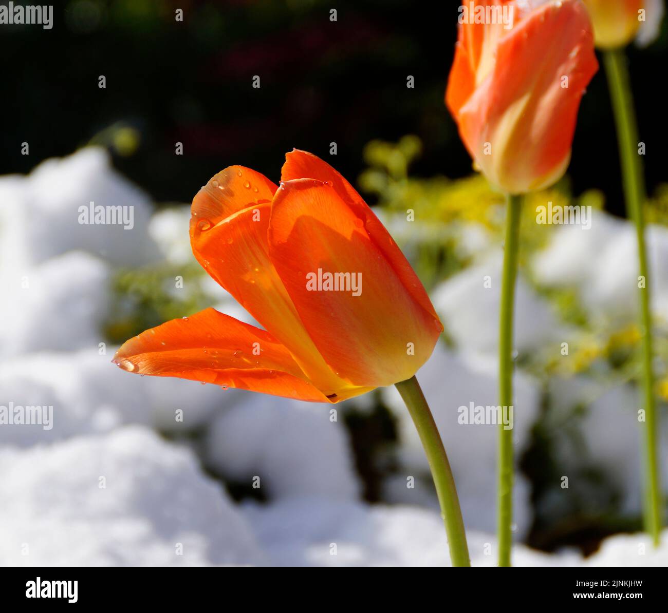a bright orange tulip covered with droplets of melted snow on a sunny april day when the winter ...