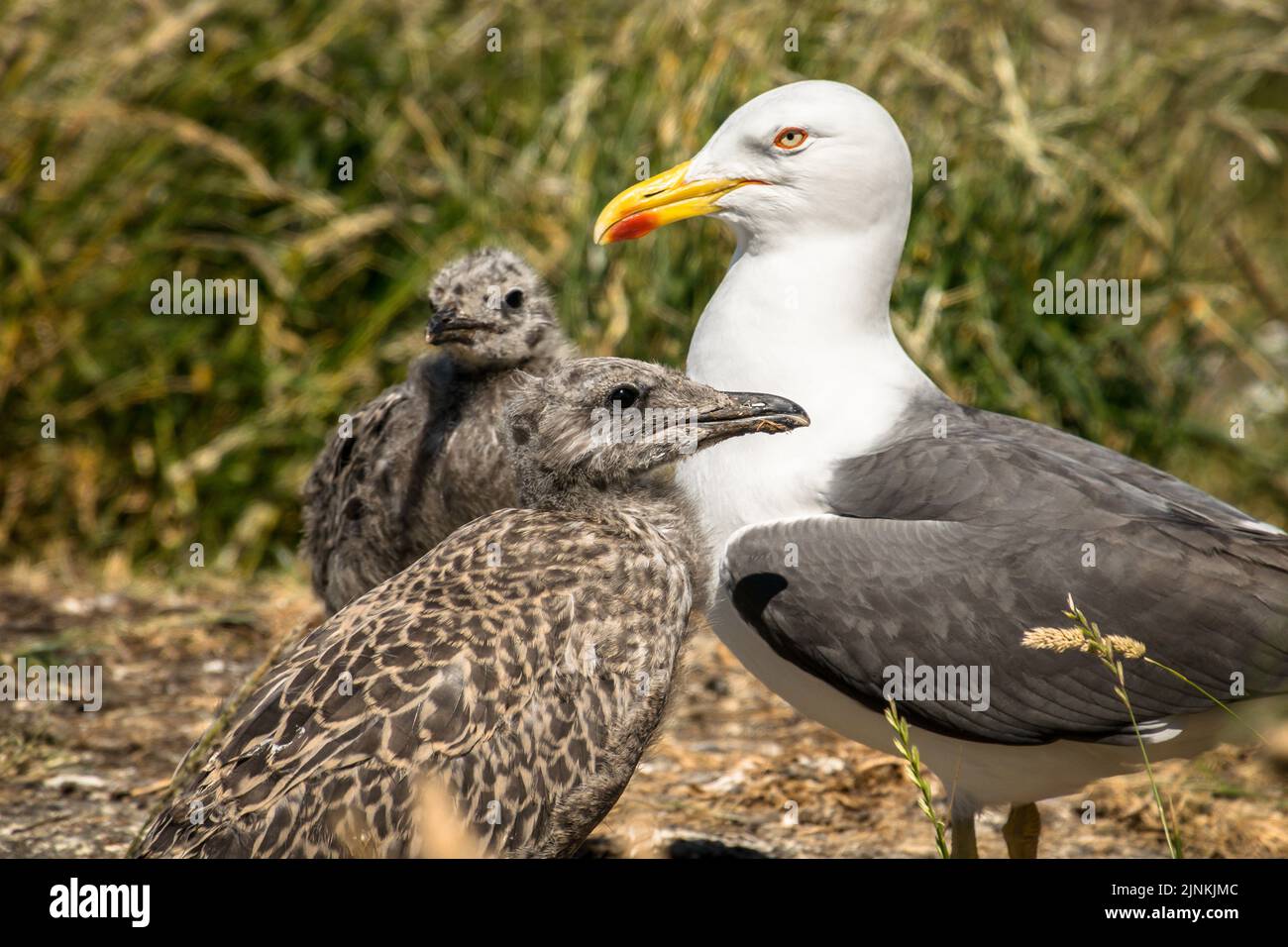 Lesser black-back gull with two chicks on a grassy island, Inchcolm ...