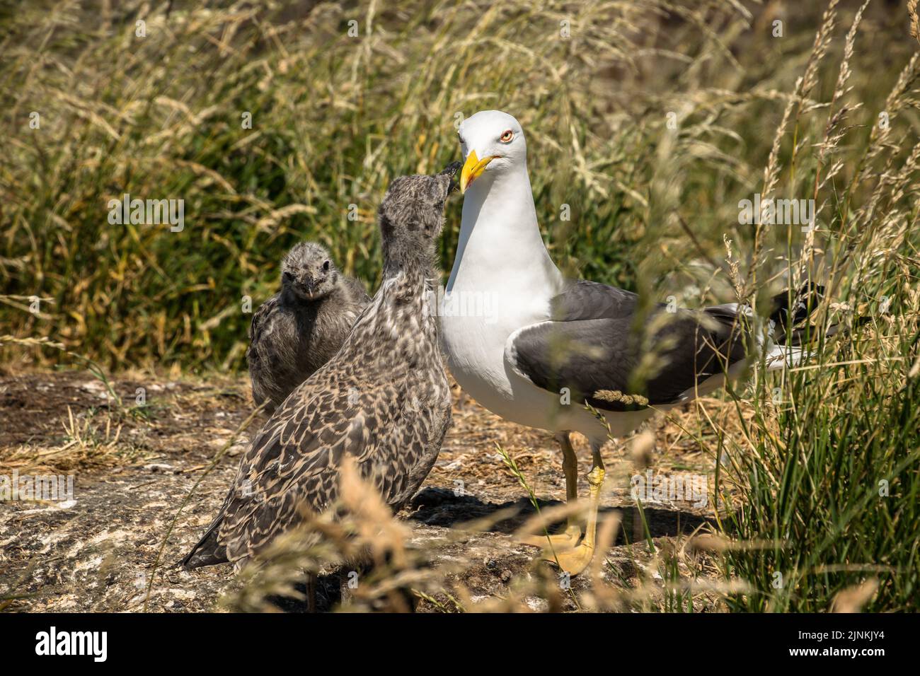 Lesser black-back gull with two chicks on a grassy island, Inchcolm ...
