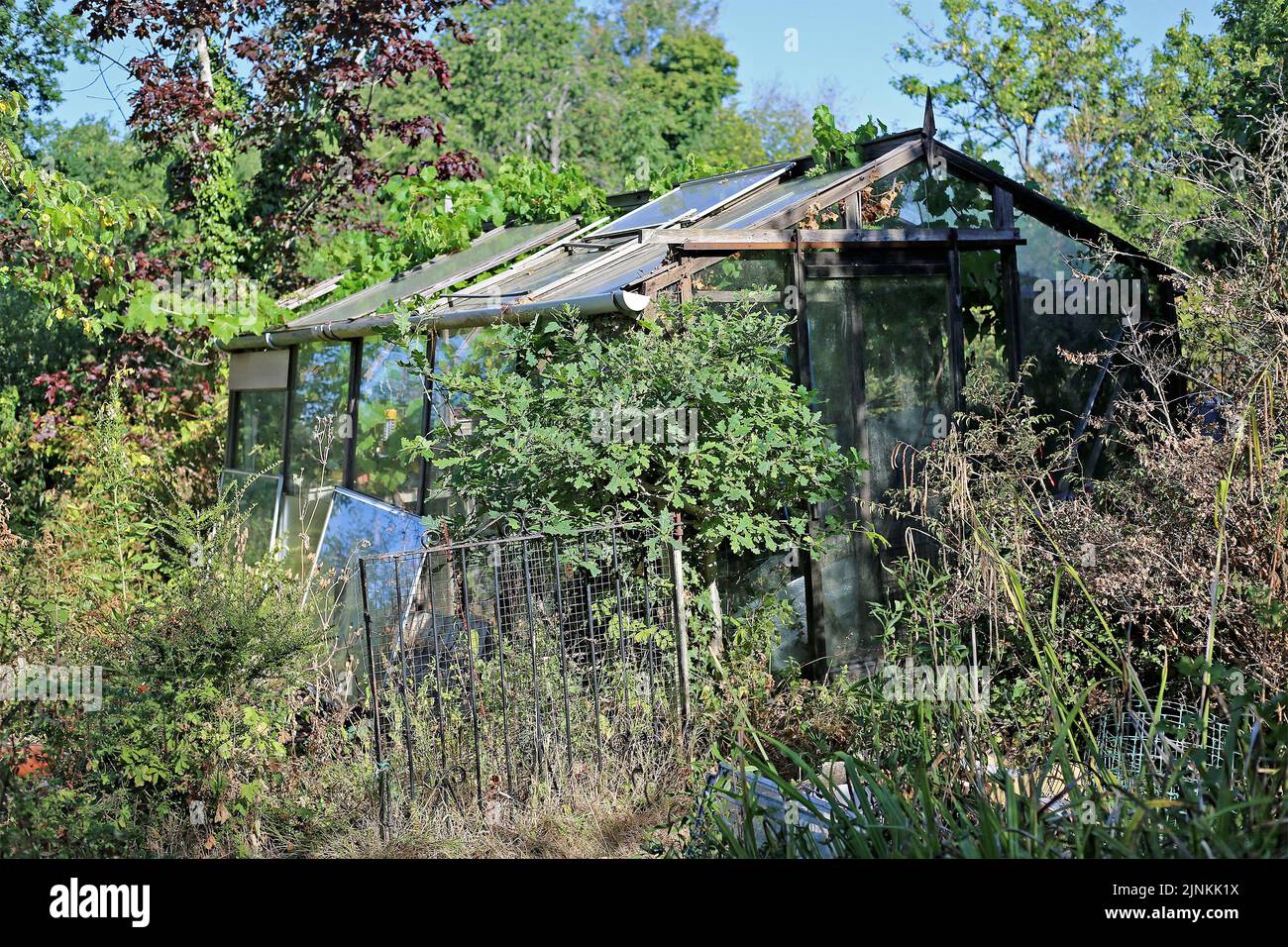 A dilapidated wooden greenhouse rots away in an Oxfordshire, England ...