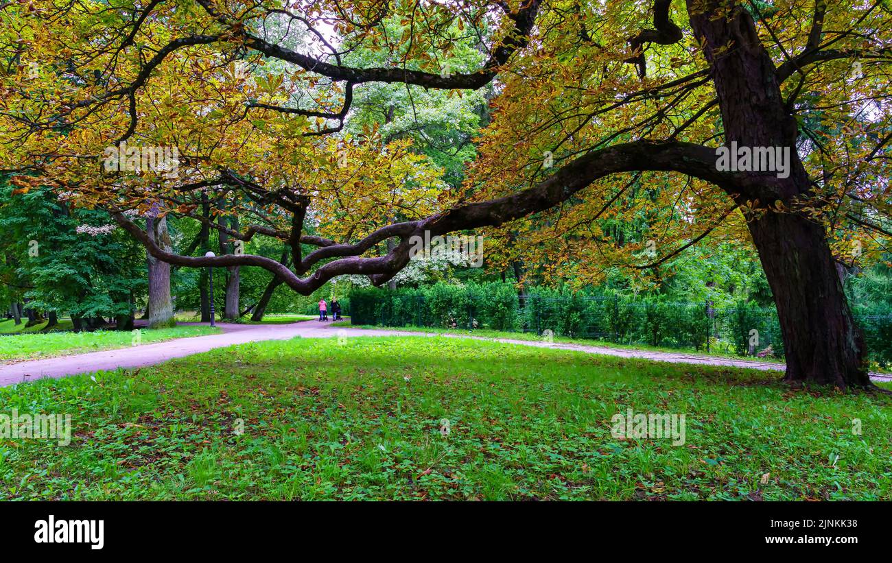 Large tree with horizontal branches that extend towards the park path ...