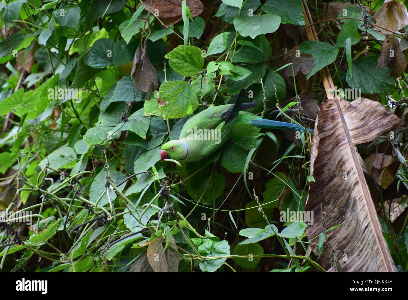 Invisible parrot hi-res stock photography and images - Alamy